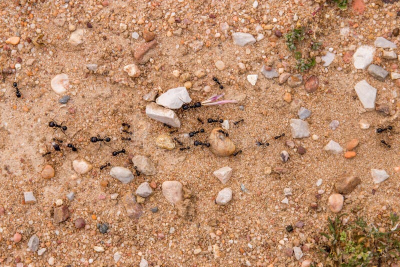 Black ants on the ground stock image. Image of cooperation - 105944575