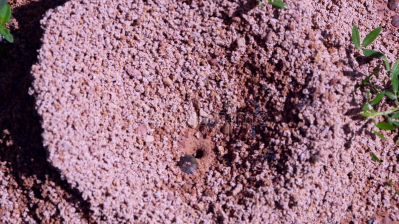 Black Ants Help Digging the Soil To Make a Nest. Demonstrates the Idea ...