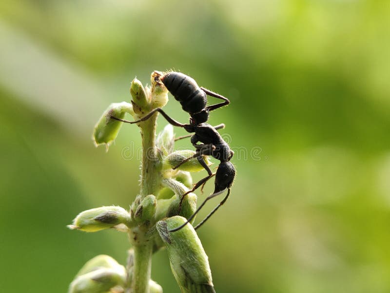 Black Ants Hunt for Food in the Morning Stock Photo - Image of food ...