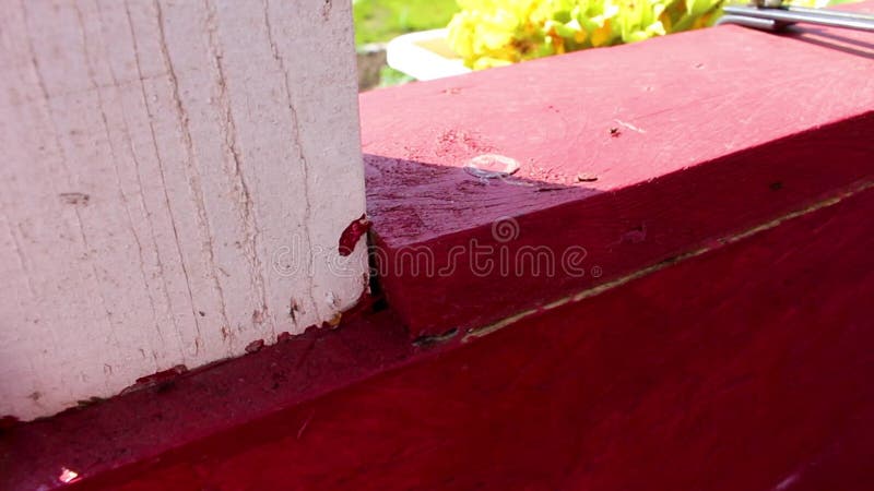 Black Ants Insects Insect Sit on Garden Tools Object Surface Stock ...