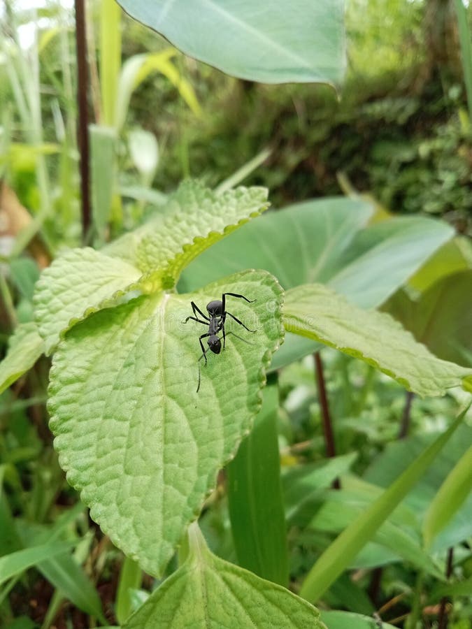 Black Ants Looking for Food on the Leaves Stock Photo - Image of ...