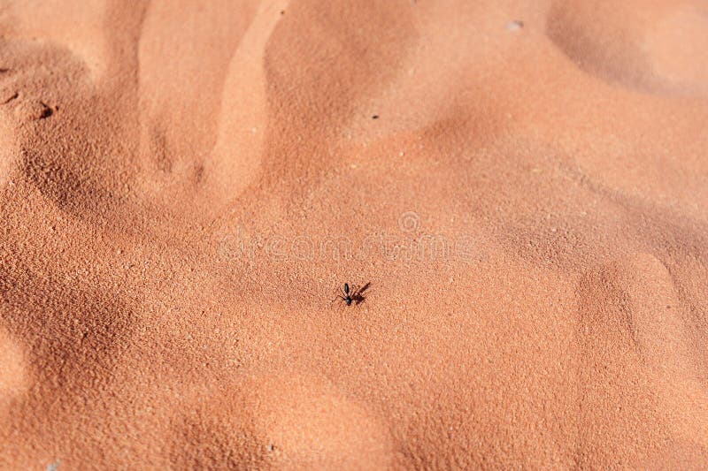 Black Ants Moving on a Wavy Red Desert Sand Surface Stock Photo - Image ...