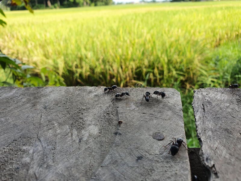 Black Ants Playing on the Edge of the Rice Fields Stock Image - Image ...