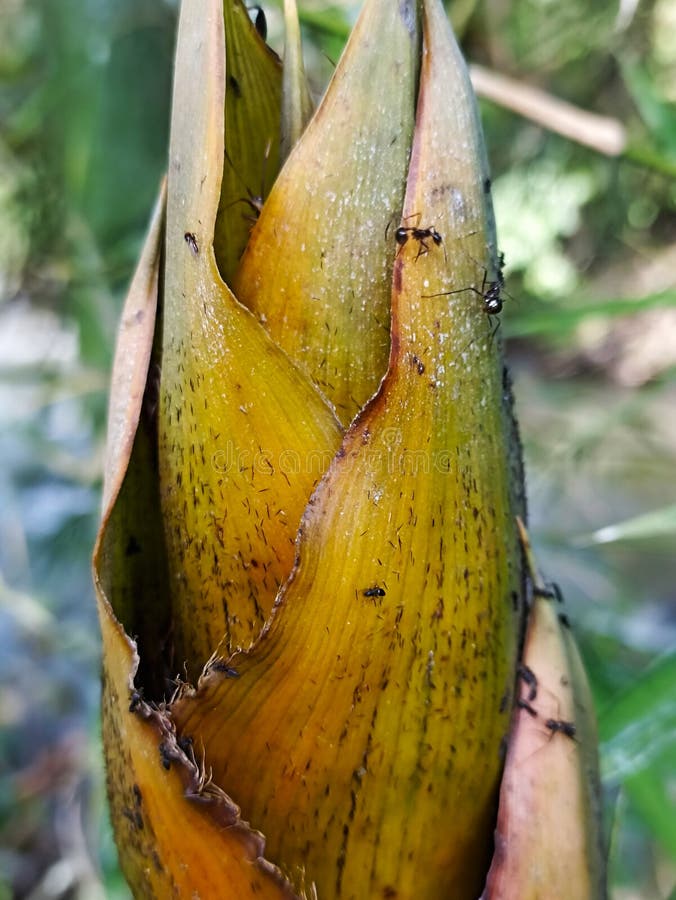 Black Ants are in the Shoots of Bamboo Trees Stock Image - Image of ...