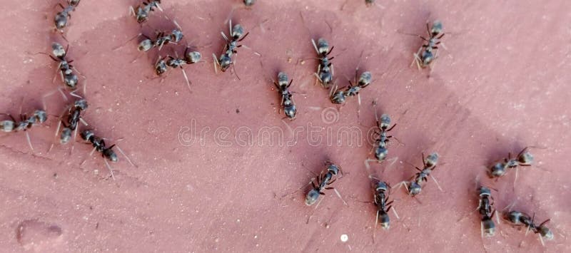 Black ants are swarming stock photo. Image of animal - 377137456