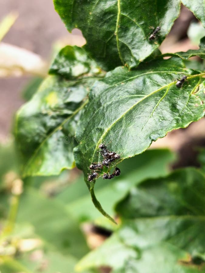 The Black Ants Walk in Leaf Stock Image - Image of leaf, invertebrate ...