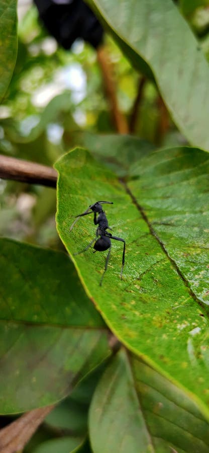 Black Ants Walking on the Leaves Stock Photo - Image of brown, walking ...