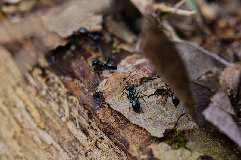 Black Ants Walking on an Old Tree Trunk in the Forest Stock Image ...