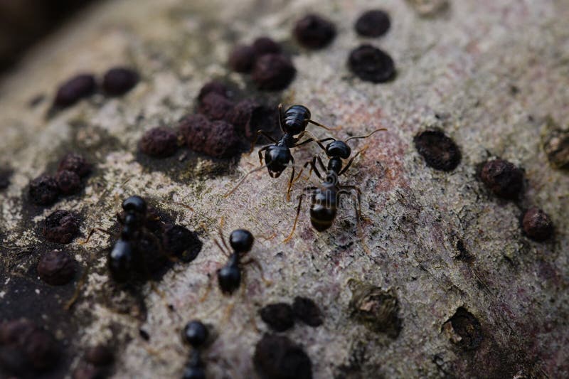 Black Ants Walking on an Old Tree Trunk in the Forest Stock Photo ...