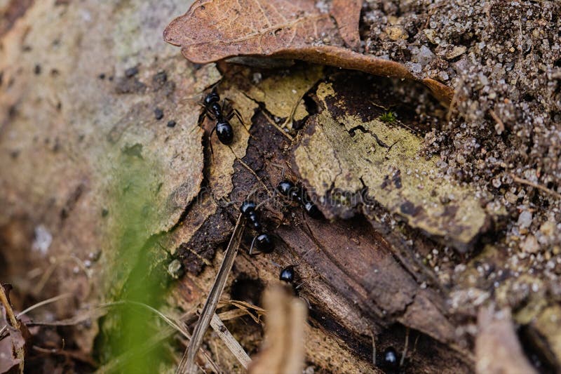 Black Ants Walking on an Old Tree Trunk in the Forest Stock Image ...