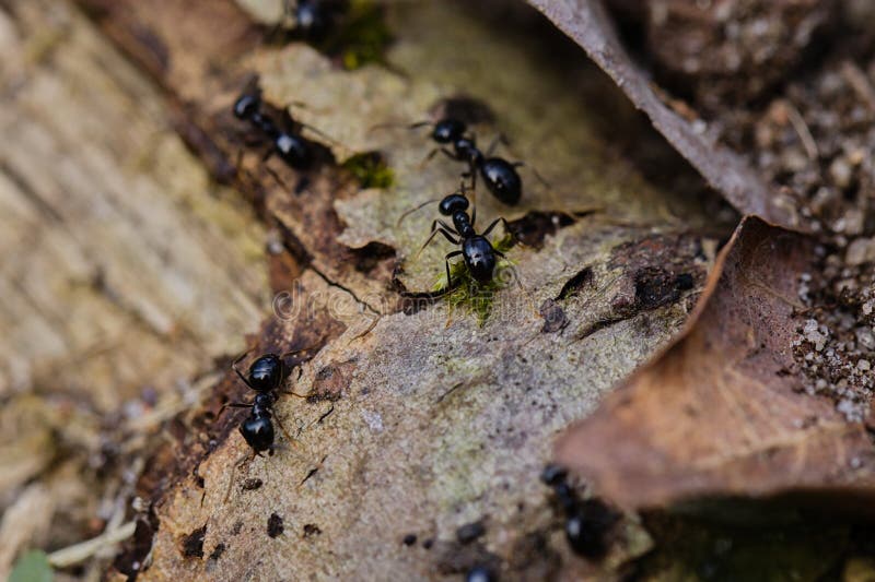 Black Ants Walking on an Old Tree Trunk in the Forest Stock Image ...