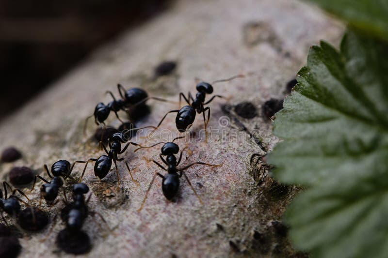 Black Ants Walking on an Old Tree Trunk in the Forest Stock Photo ...