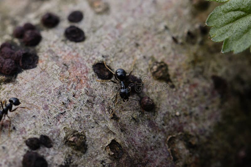 Black Ants Walking on an Old Tree Trunk in the Forest Stock Photo ...