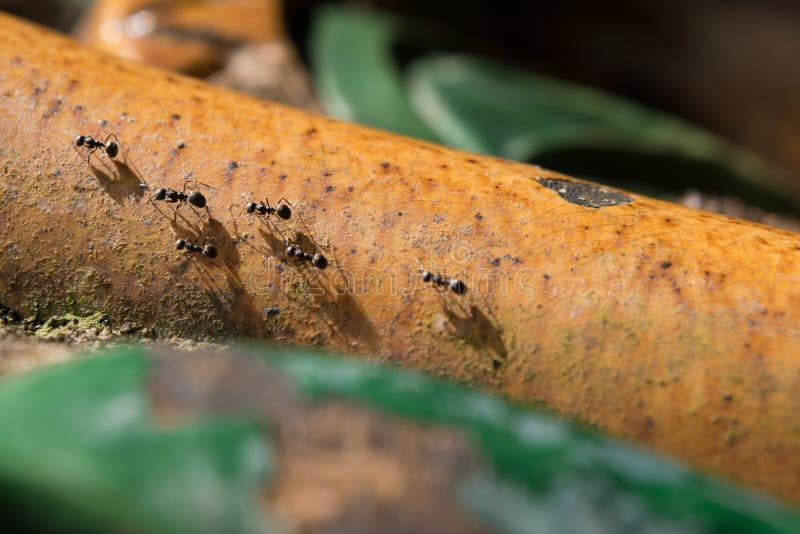 656 Insect Pipe Stock Photos - Free & Royalty-Free Stock Photos from ...