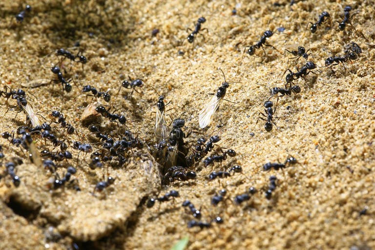 Black ants on wood stock image. Image of antheap, hairy - 238974461