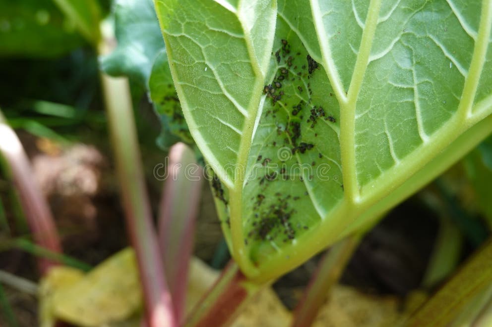 Black Aphids Colonizing a Rhubarb Leaf in a Garden Stock Photo - Image ...