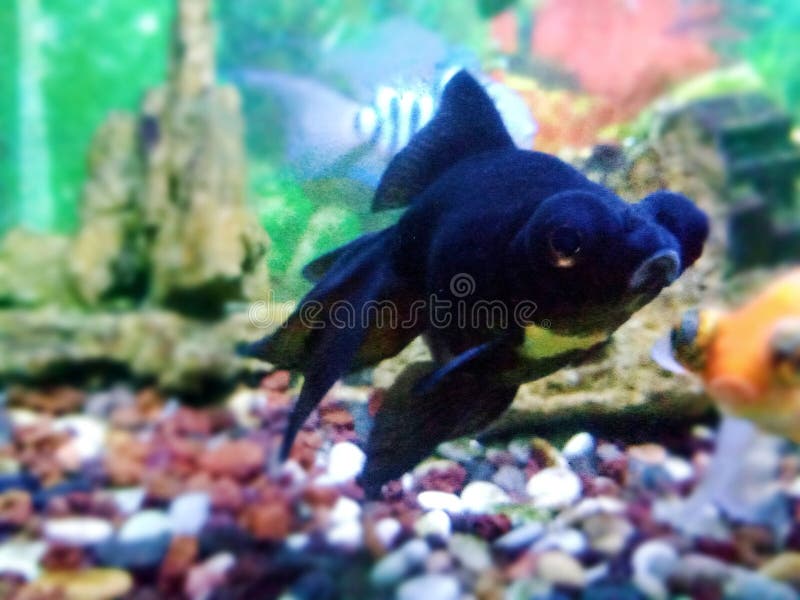 Black aquarium fish stock photo. Image of underwater - 352096030