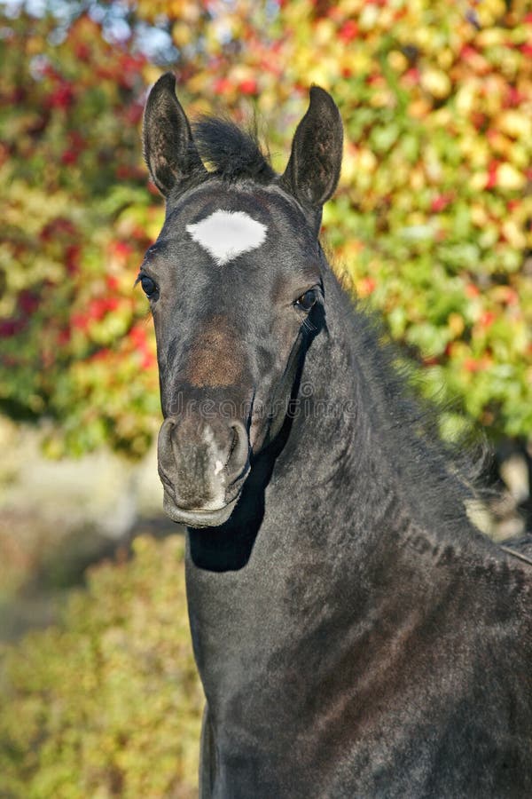 Black Arabian Foal stock image. Image of mammals, aplle - 71382417