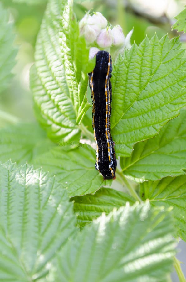Armyworm on Raspberry Leaf stock photo. Image of arthropods - 192039762