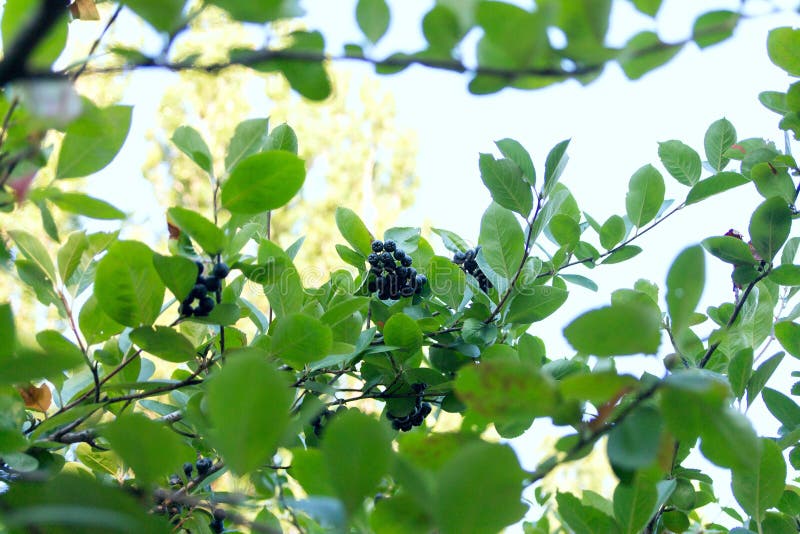 Black ash. stock image. Image of clouds, isolated, black - 75702859