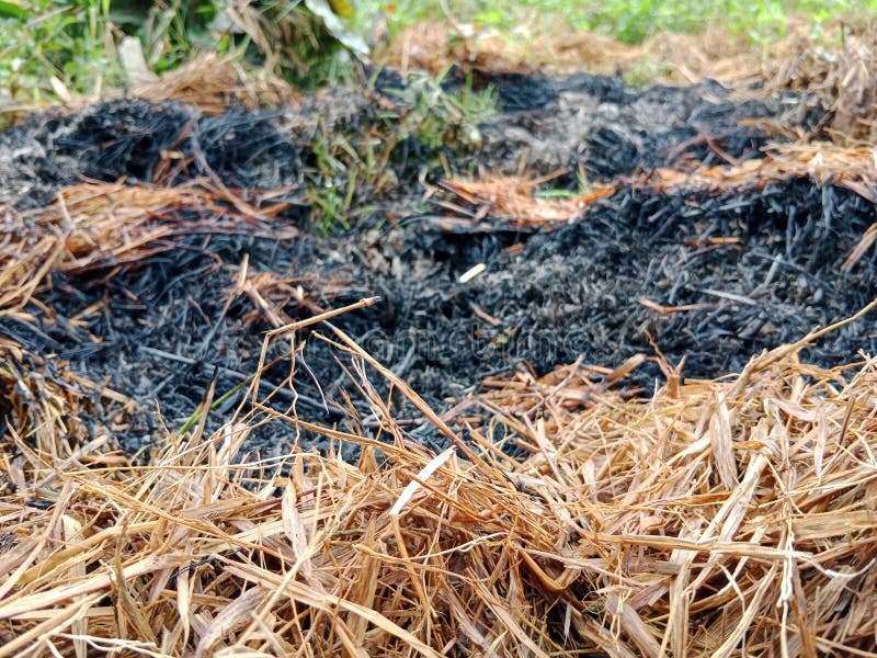 Black Ash from Burning Rice Straw Stock Photo - Image of straw, black ...
