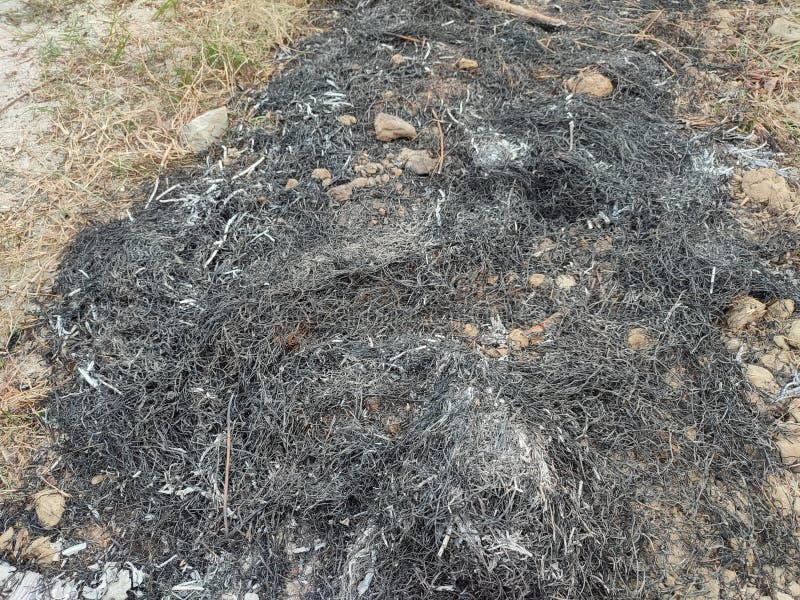 Black Ash Burning Straw Rice Fields Burnt Grass Stock Photos - Free ...