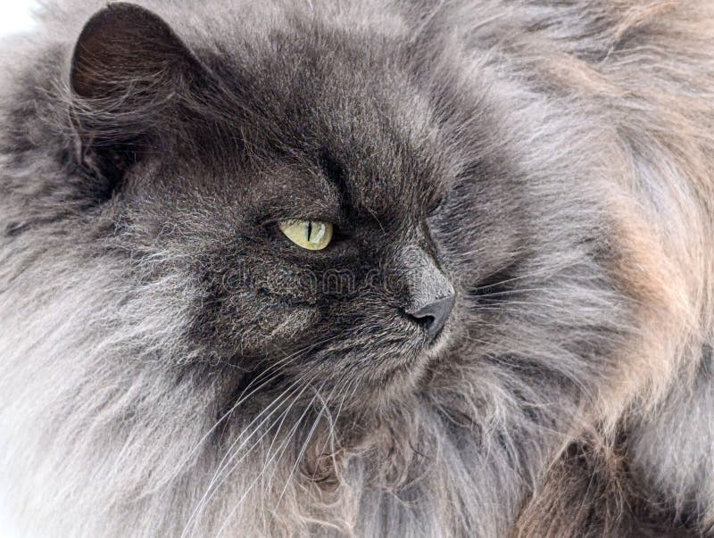 Black and Ash Cat Looks To the Side, Close-up Stock Image - Image of ...