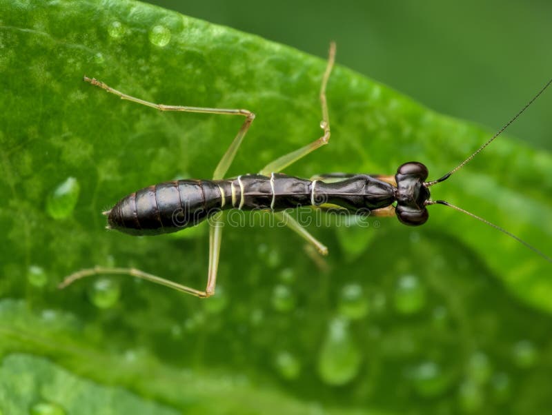 Black Asian Ant Mantis on the Leaf Stock Photo - Image of fauna ...