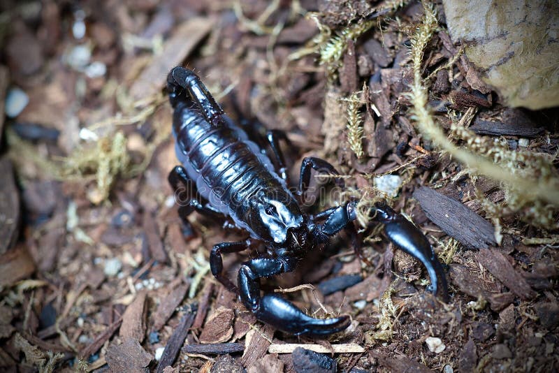 Black Asian Forest Scorpion (Heterometrus Spinifer) in Closeup Stock ...