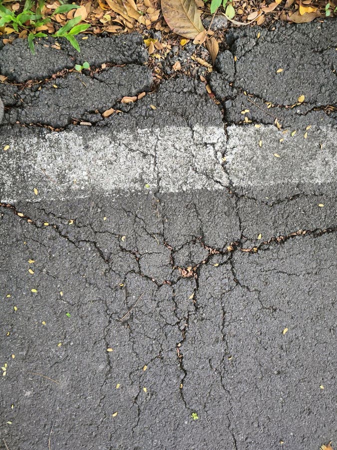 The Black Asphalt Road Cracked Due To Growing Tree Roots Stock Photo ...
