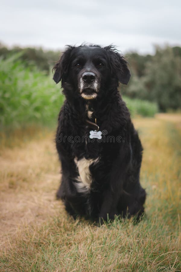 Black Australian Shepherd Sitting on the Grass Stock Photo - Image of ...