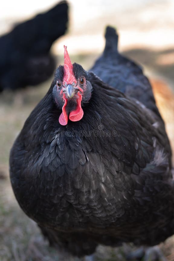 Up Close Australorp Chicken Looking at the Camera Stock Photo - Image ...