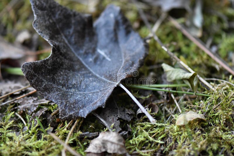 Black autumn leaf on moss stock image. Image of frame - 299752511