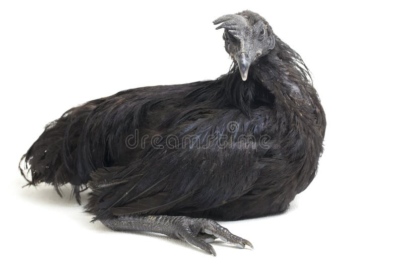 Black Ayam Cemani Chicken Isolated on White Stock Photo - Image of ...