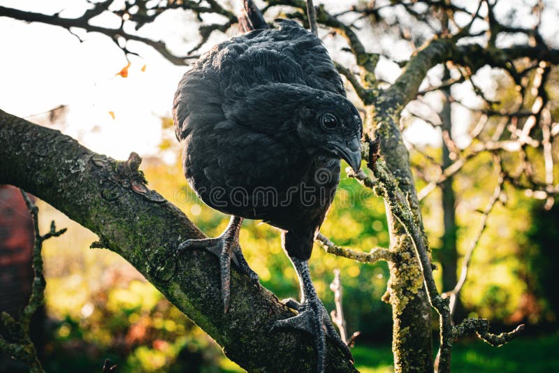 Black Ayam Cemani Chicken Perchng on a Branch Stock Photo - Image of ...