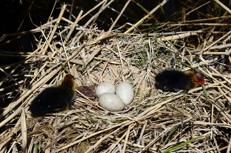 Black Baby Coots Nest Eggs Stock Photos - Free & Royalty-Free Stock ...