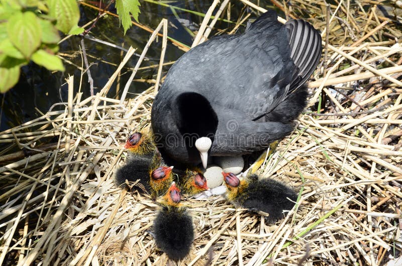 Black Baby Coots on Nest and Eggs Stock Photo - Image of close, coot ...