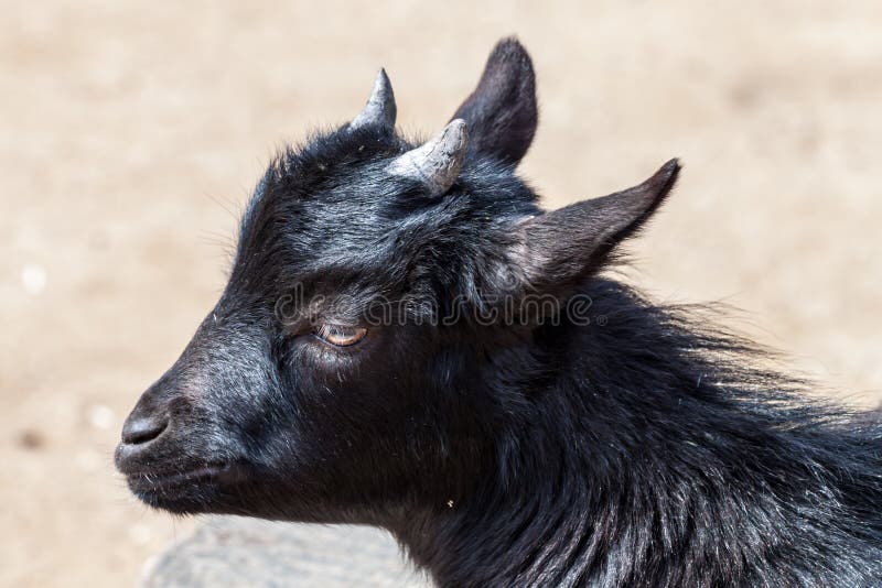 Baby Goat Black Poop at Samuel Truelove blog