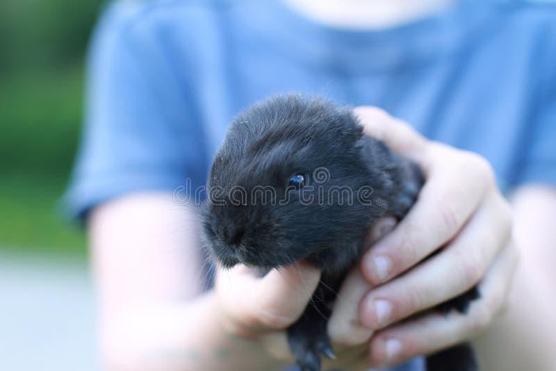 Black baby rabbit stock photo. Image of hold, blue, farm - 24688388