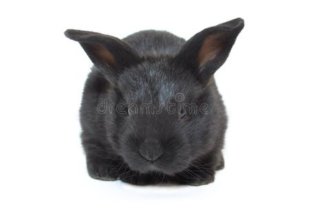Black baby rabbit stock image. Image of camera, black - 8901653