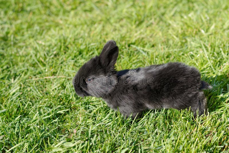 Black baby rabbit stock photo. Image of rabbit, green - 53638456