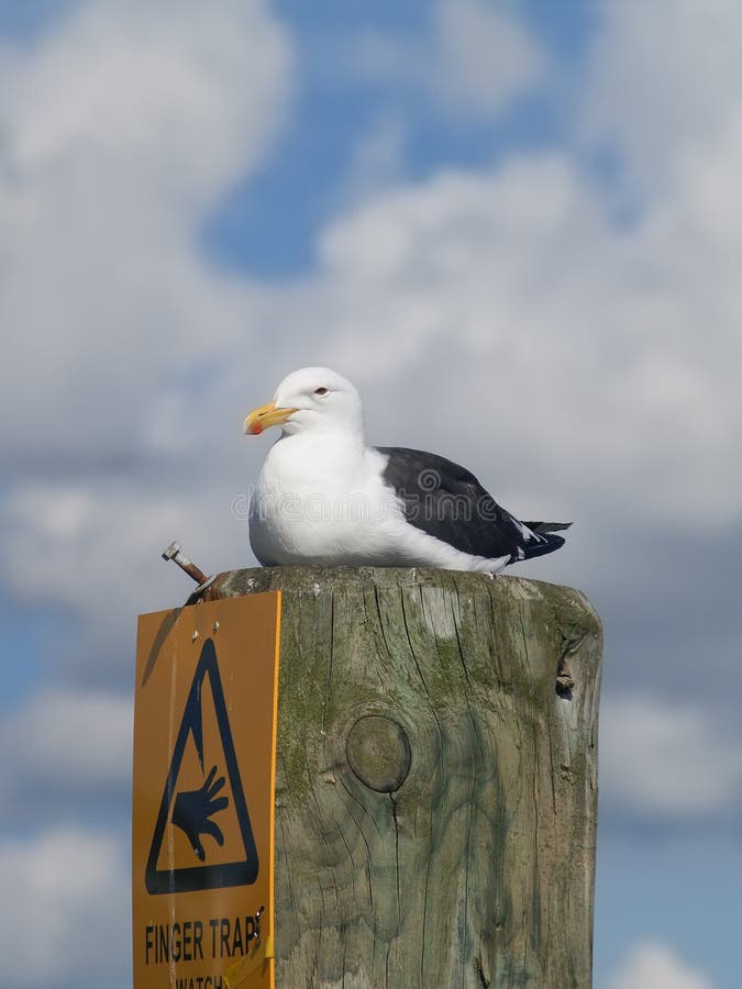 Gull Warning Sign Stock Photos - Free & Royalty-Free Stock Photos from ...