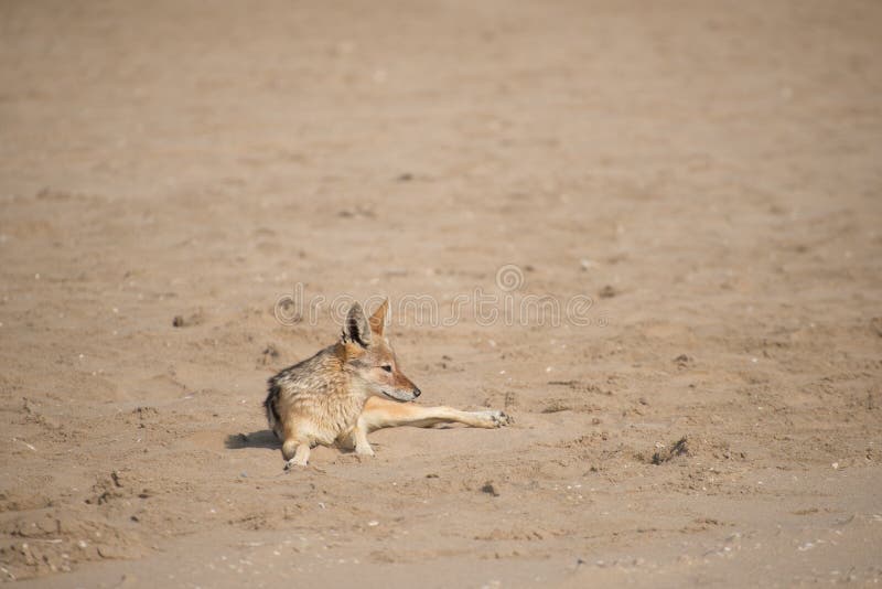 Black Back Jackal on the Sand Stock Image - Image of wallis, distance ...