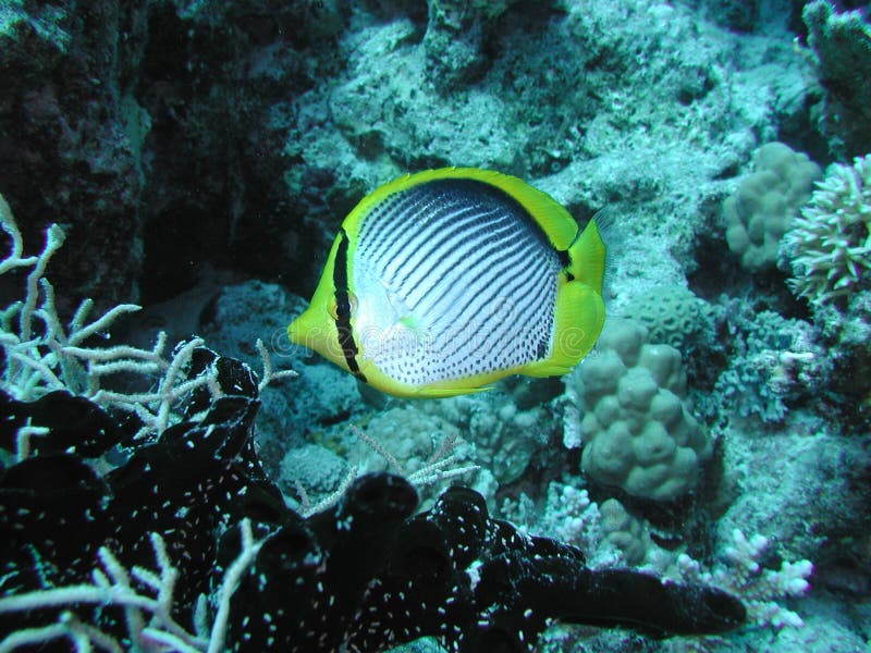 Black-backed butterflyfish stock image. Image of underwater - 148373