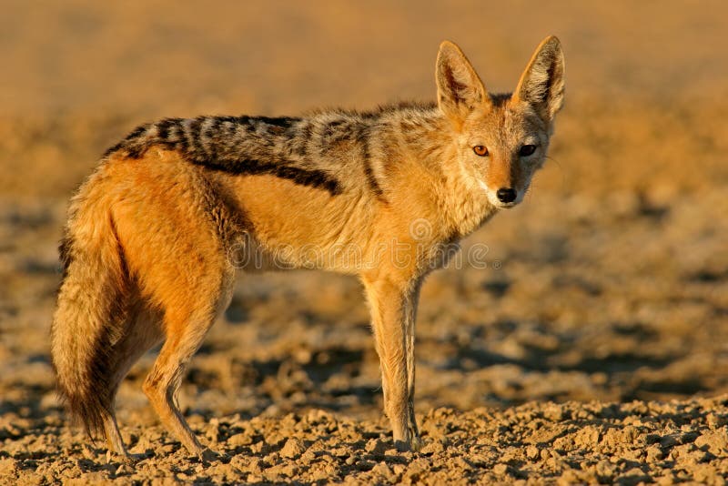 Jackal, Kalahari Desert, South Africa Stock Image - Image of african ...