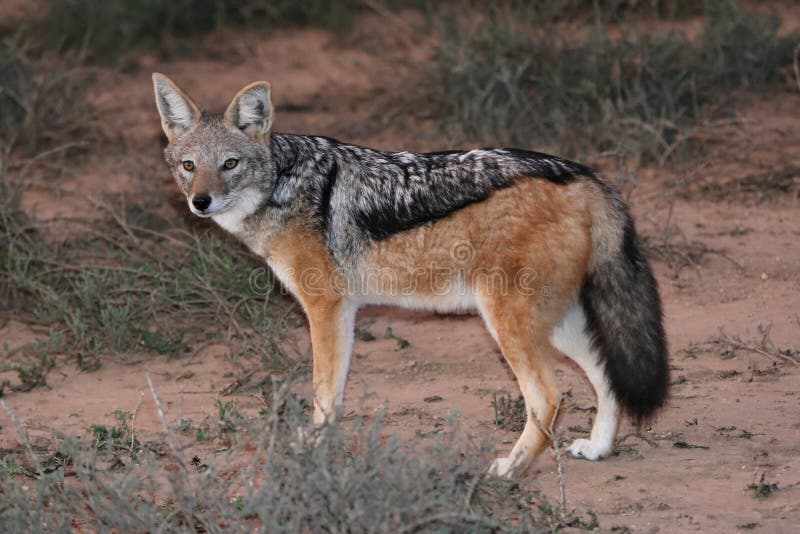 Side Striped Jackal stock photo. Image of scavenger, predator - 10452834