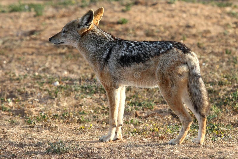 Black Backed Jackal stock photo. Image of wildlife, brown - 16231200