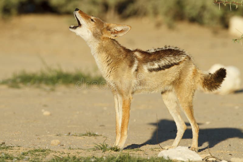 Howling Jackal stock image. Image of predator, teeth, carnivore - 604213