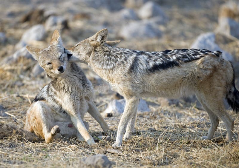 Jackal Fight stock image. Image of wildlife, aggressive - 41210817