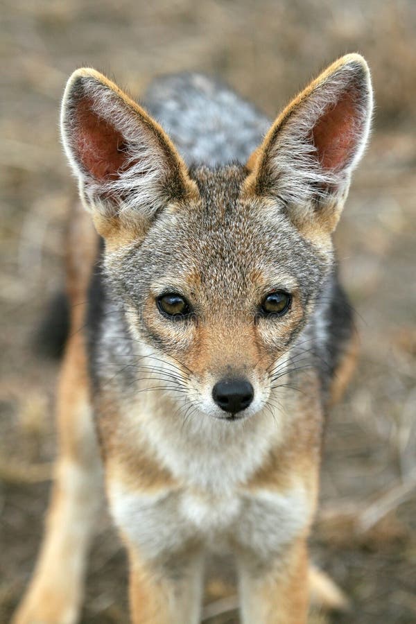 Jackal stock image. Image of scavenger, details, portrait - 4476337